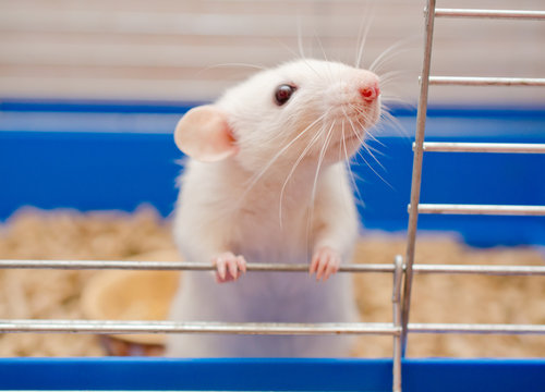 White rat cage store