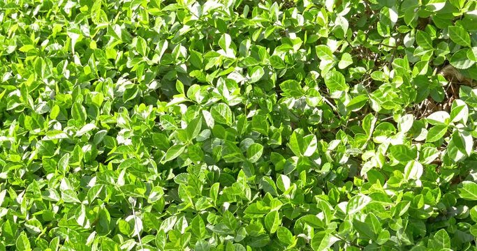 "Bush Texture" Images – Browse 70 Stock Photos, Vectors, and Video ...