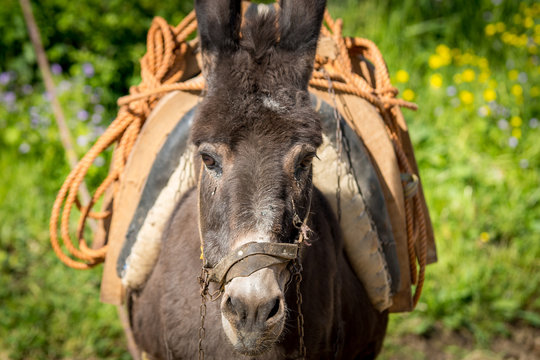 Stolidly bilder – Bläddra bland 1,314 stockfoton, vektorer och videor ...