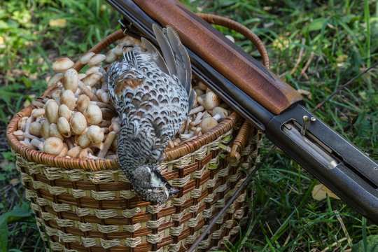 รูปภาพShot-Gun – เลือกดูภาพถ่ายสต็อก เวกเตอร์ และวิดีโอ80 | Adobe Stock