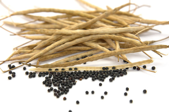 「Rapssaat」の画像 - 87 件の Stock 写真、ベクターおよびビデオ | Adobe Stock