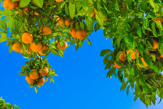 Orangeraie Images – Parcourir 2,053 le catalogue de photos, vecteurs et ...