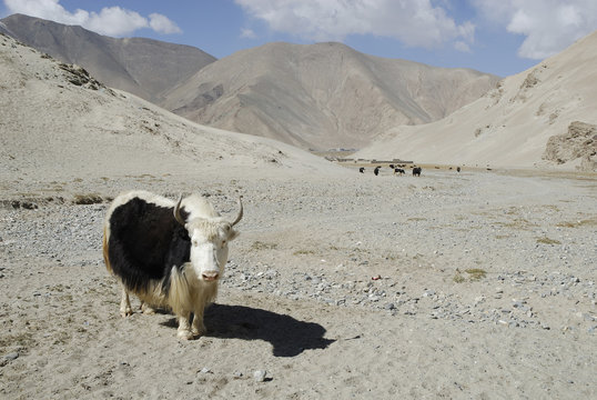 Karakul Images – Browse 4,101 Stock Photos, Vectors, and Video | Adobe ...
