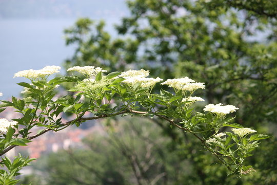「Hollunder」の画像 - 497 件の Stock 写真、ベクターおよびビデオ | Adobe Stock