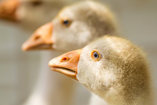 「Mastgans」の画像 - 149 件の Stock 写真、ベクターおよびビデオ | Adobe Stock