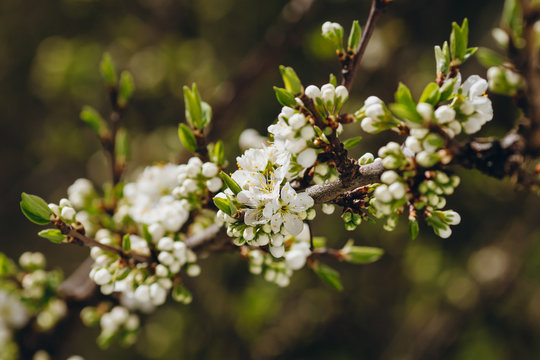 รูปภาพMirabellenbaum – เลือกดูภาพถ่ายสต็อก เวกเตอร์ และวิดีโอ219 ...