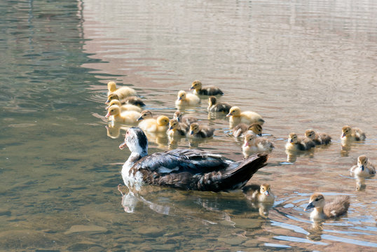 รูปภาพPatitos – เลือกดูภาพถ่ายสต็อก เวกเตอร์ และวิดีโอ495 | Adobe Stock