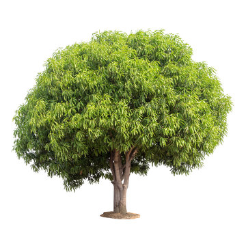 รูปภาพDicut – เลือกดูภาพถ่ายสต็อก เวกเตอร์ และวิดีโอ1,798 | Adobe Stock