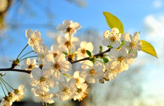 Peschi bilder – Bläddra bland 83 stockfoton, vektorer och videor ...