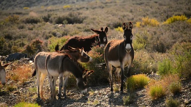 「Burros」の写真素材 | 1,455件の無料イラスト画像 | Adobe Stock