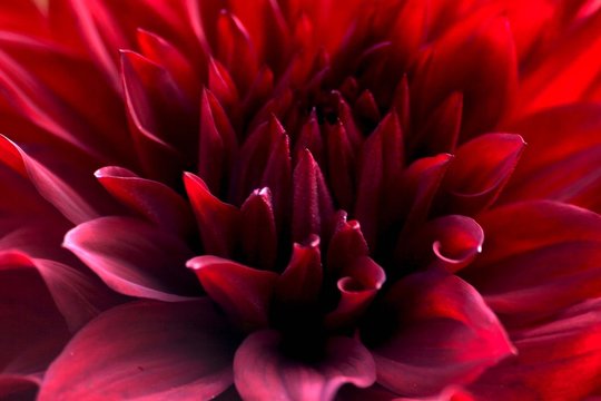 Dunkelrot bilder – Bläddra bland 6,188 stockfoton, vektorer och videor ...