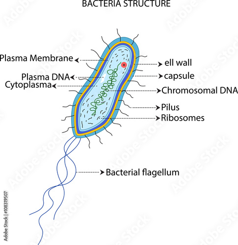 " bacteria structure for you design" Stock image and royalty-free ...