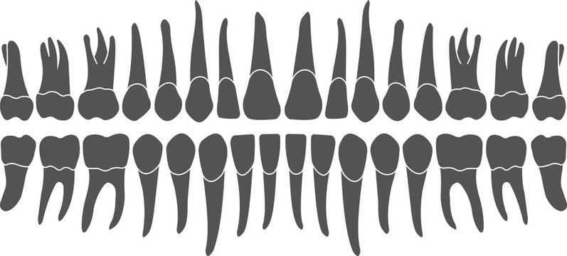 Zahnreihe Bilder – Durchsuchen 16,233 Archivfotos, Vektorgrafiken und ...