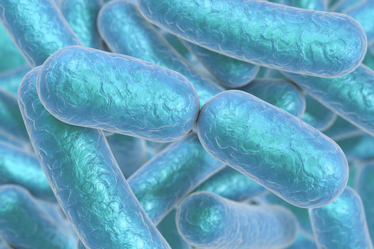 Diplobacillus Bacteria