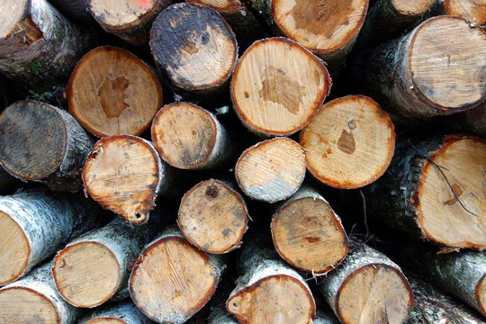 รูปภาพBirch-Trees – เลือกดูภาพถ่ายสต็อก เวกเตอร์ และวิดีโอ133 | Adobe Stock