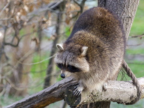 Imagens de Procyon – Explore Fotografias do Stock, Vetores e Vídeos de ...