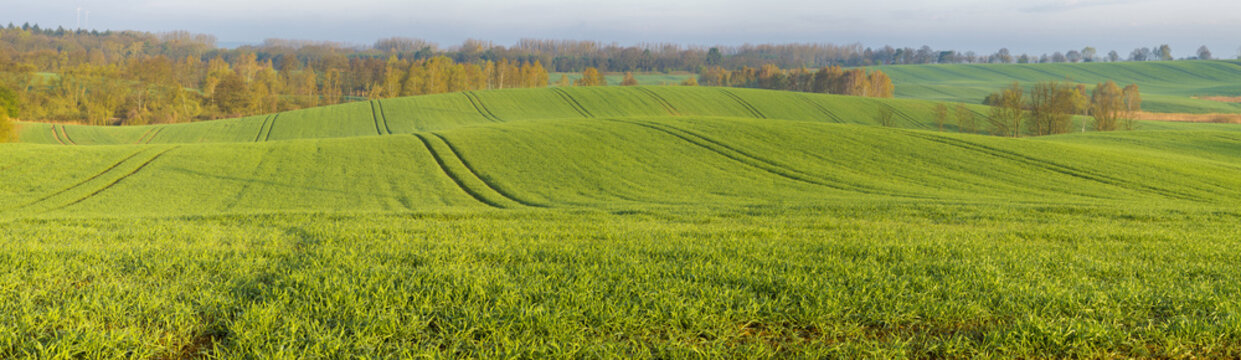 Afbeeldingen over "Uprawa Ekologiczna" – Blader in stockfoto's ...