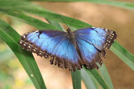 "Rare Butterflies" Images – Browse 56 Stock Photos, Vectors, and Video ...