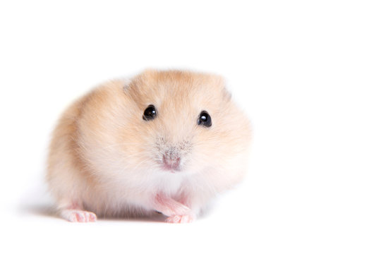 Hamsterbacken Bilder – Durchsuchen 1,862 Archivfotos, Vektorgrafiken ...