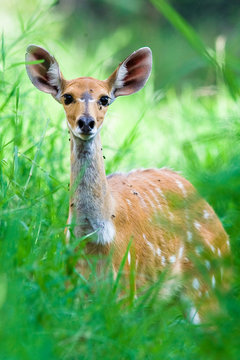 รูปภาพBushbuck – เลือกดูภาพถ่ายสต็อก เวกเตอร์ และวิดีโอ998 | Adobe Stock