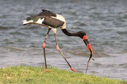 Fessen-Bilder: Stock-Fotos & -Videos. | Adobe Stock