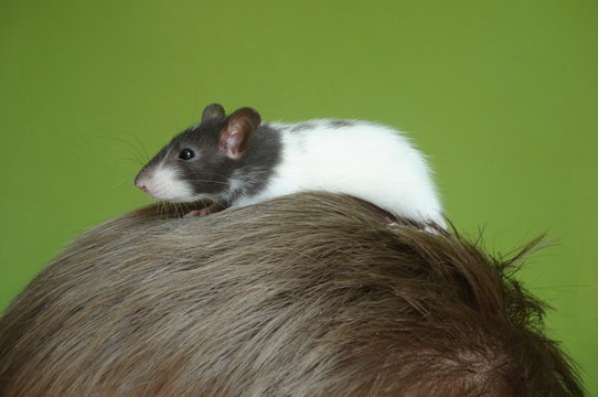 Farbratte bilder – Bläddra bland 136 stockfoton, vektorer och videor ...