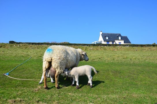 รูปภาพAgnelage – เลือกดูภาพถ่ายสต็อก เวกเตอร์ และวิดีโอ136 | Adobe Stock