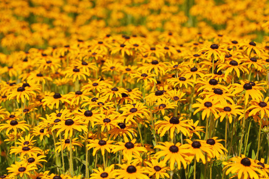 Susan Bilder – Durchsuchen 8,631 Archivfotos, Vektorgrafiken und Videos ...