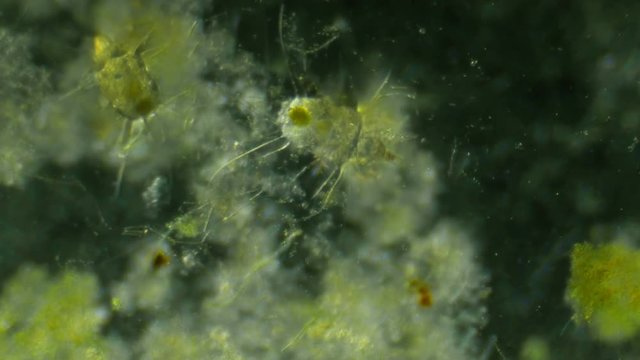 Obrázky Acarian – procházejte fotografie, vektory a videa 9,602 | Adobe ...