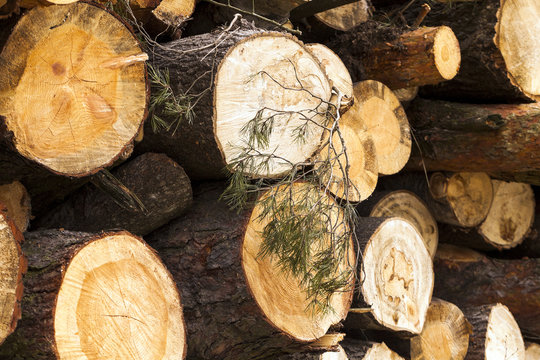 รูปภาพUnhewn – เลือกดูภาพถ่ายสต็อก เวกเตอร์ และวิดีโอ240 | Adobe Stock