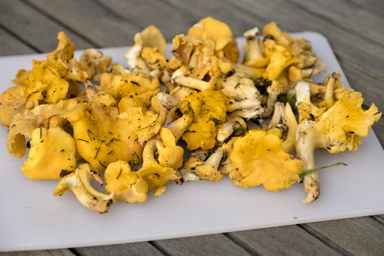 Kantareller Images – Browse 40 Stock Photos, Vectors, and Video | Adobe ...