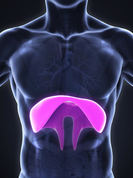 Sternalis Images – Browse 43 Stock Photos, Vectors, and Video | Adobe Stock