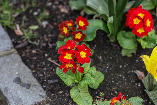 Primule Images – Browse 448 Stock Photos, Vectors, and Video | Adobe Stock