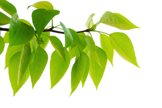 Imágenes de Banch: descubre bancos de fotos, ilustraciones, vectores y ...