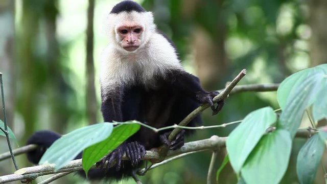 Capuchin Bilder – Durchsuchen 15,451 Archivfotos, Vektorgrafiken und ...