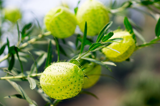 "Swan Plant" Billeder – Gennemse 579 stockfotos, vektorer og videoer ...