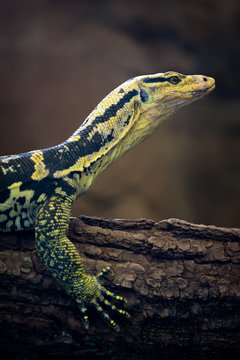 "Philippine Water Monitor" Images – Browse 49 Stock Photos, Vectors ...
