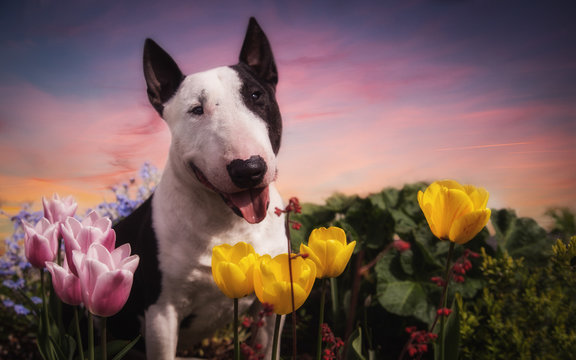 「Kampfhund」の画像 - 1,152 件の Stock 写真、ベクターおよびビデオ | Adobe Stock