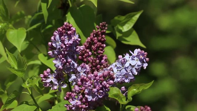 Flider Bilder – Durchsuchen 29 Archivfotos, Vektorgrafiken und Videos ...