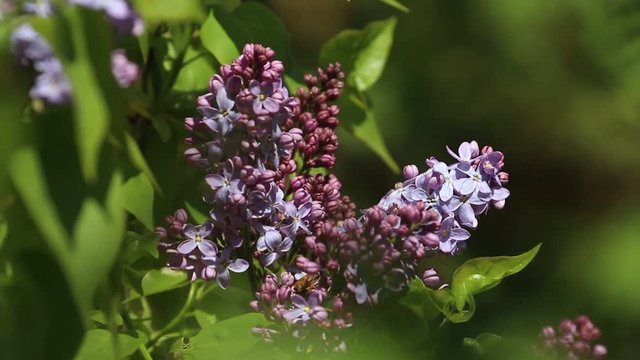 Flider Bilder – Durchsuchen 29 Archivfotos, Vektorgrafiken und Videos ...