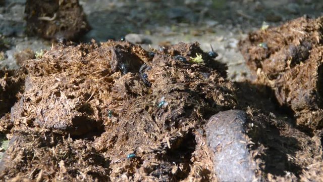 Crotte Images – Browse 453 Stock Photos, Vectors, and Video | Adobe Stock