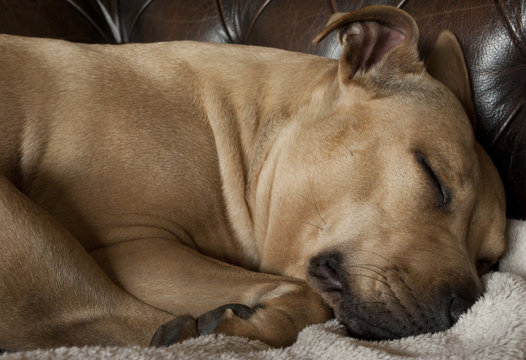 Slapen-Bilder: Stock-Fotos & -Videos. | Adobe Stock