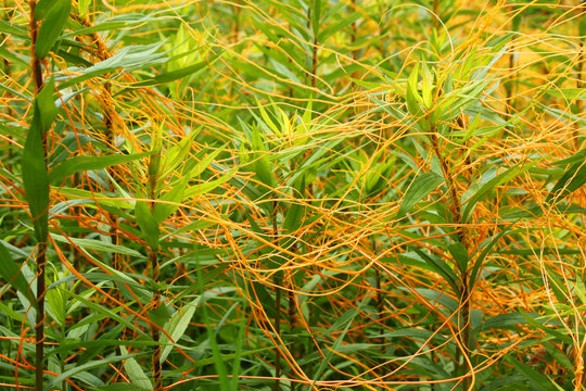 รูปภาพCuscuta – เลือกดูภาพถ่ายสต็อก เวกเตอร์ และวิดีโอ24,268 | Adobe Stock