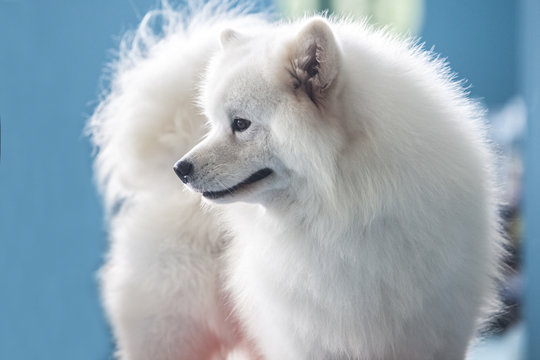 รูปภาพSammy – เลือกดูภาพถ่ายสต็อก เวกเตอร์ และวิดีโอ1,373 | Adobe Stock