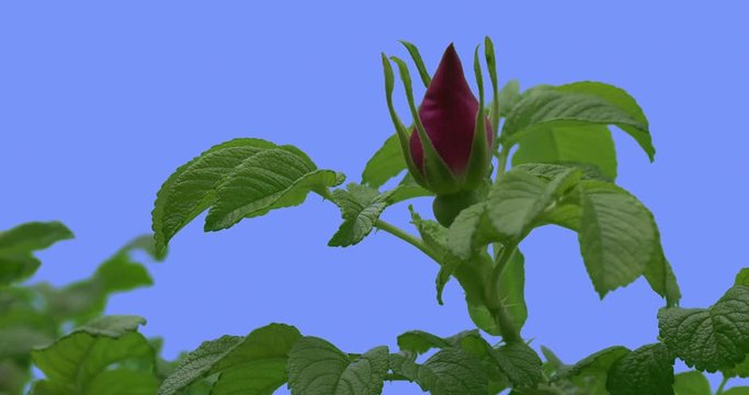 "Violet Rose" Images – Browse 235 Stock Photos, Vectors, and Video | Adobe Stock