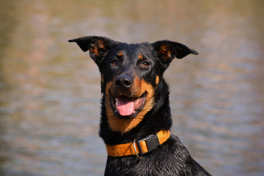 Dober bilder – Bläddra bland 648 stockfoton, vektorer och videor ...