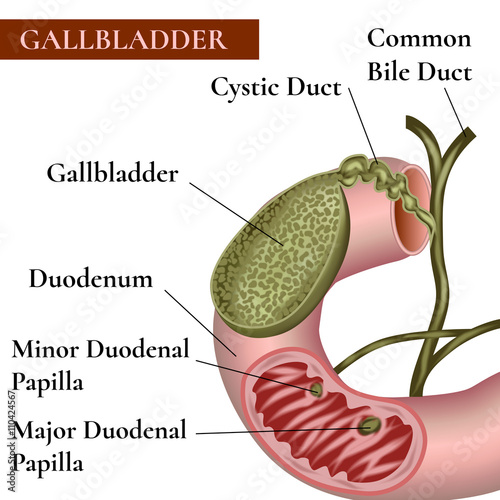"Gallbladder. Bile duct. Duodenum." Stock image and royalty-free vector ...