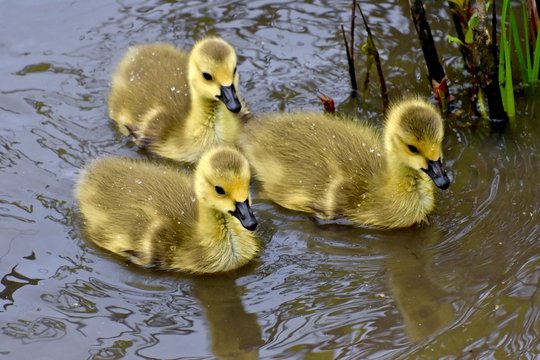 "Cute Goose"-Bilder: Stock-Fotos & -Videos. | Adobe Stock