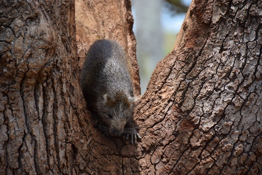 Jutia Bilder – Durchsuchen 228 Archivfotos, Vektorgrafiken und Videos ...