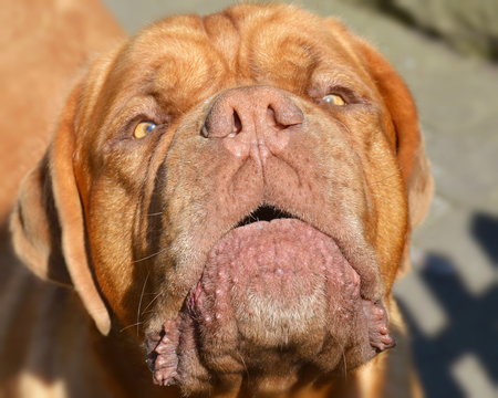 รูปภาพMolossoide – เลือกดูภาพถ่ายสต็อก เวกเตอร์ และวิดีโอ211 | Adobe Stock